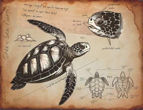 Green Sea Turtle Shell Drawing Green Sea Turtle Shell Drawing