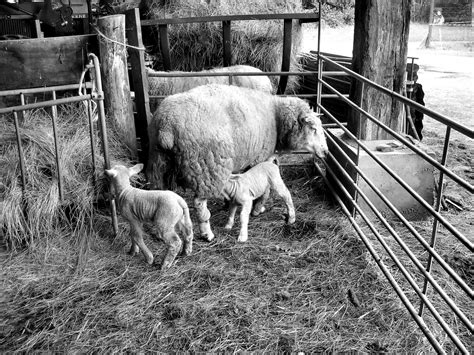 Chavai14  Free Image Hosting Service