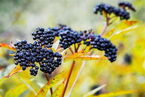 How To Grow Elderberry In Containers Gardeners Path