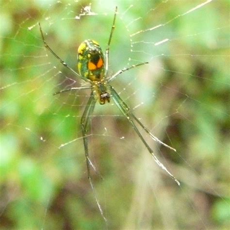 Green Spider With Black Dots