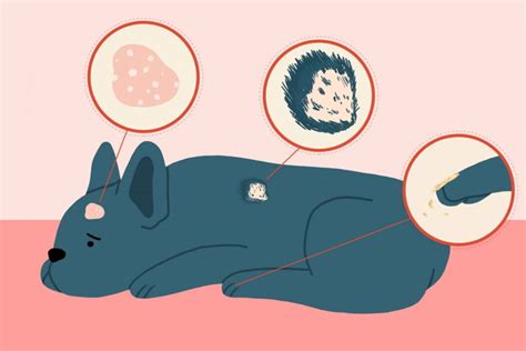 Beginning Stage Of Ringworm In Humans