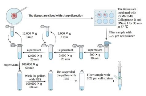 Video An Enrichment Method For Small Extracellular Vesicles Derived