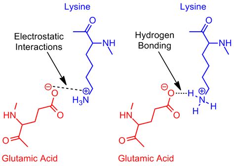 Lysine R Group
