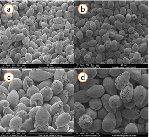 Figure A6 1 Scanning Electron Micrographs Of Ganoderma Spores A