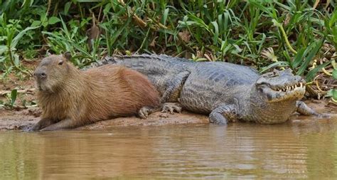 Capybara Size Comparison
