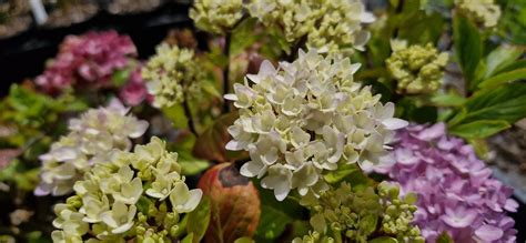 Hydrangea Nigra Maryflower
