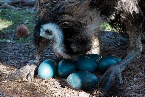Emu Egg Wholesale Price And Mandi Rate For Emu Egg