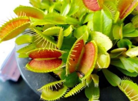 捕蝇草在家怎么养殖 种植捕蝇草的妙招 栽培防治 绿植迷