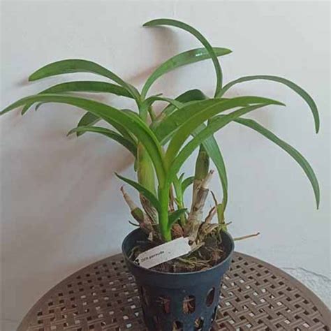 Dendrobium Pensuda