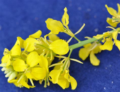 Wild Mustard Identifying Noxious Weeds Of Ohio