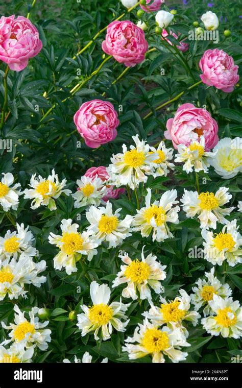 White Yellow Pink Paeonia Lactiflora Peony Peonies Peony Green