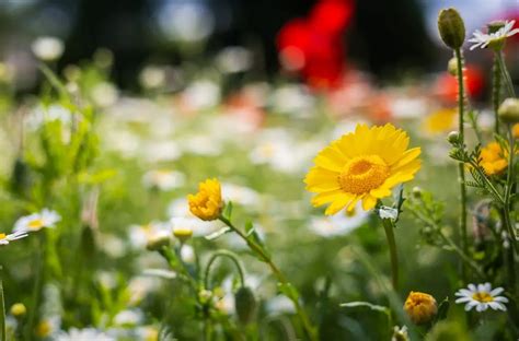 Wildflower Identification Guide