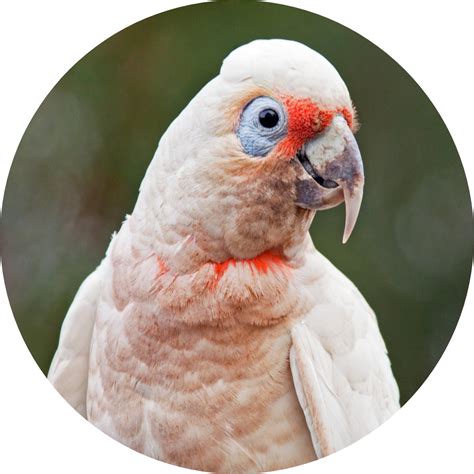 Cockatoo Best Pet Birds