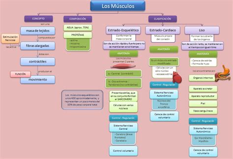 Amigos Para Siempre Mapas Conceptuales Esquemas Diagramas GrÁficos