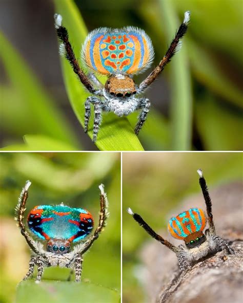 1 Minute 🔥 This Is The Peacock Spider — The Tiny Spider With A Dance