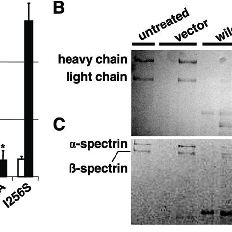Serine Protease Activity And Substrate Specificity Of Wild Type And Download Scientific Diagram