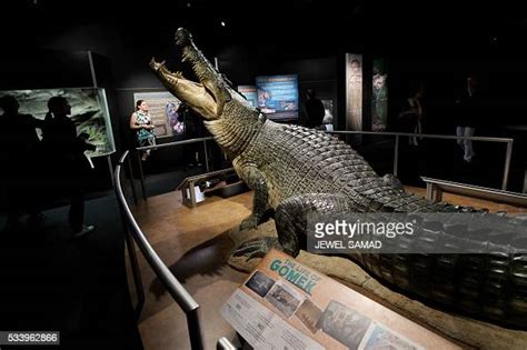 A Model Of A Gomek Is Displayed At The American Museum Of Natural