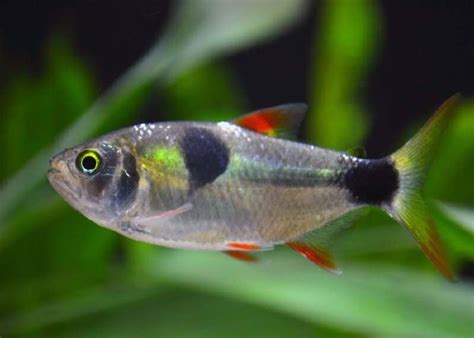 Bucktooth Tetra Exodon Paradoxus 1 Fish 2 Fish Dartmouth