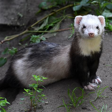 Braune Und Weiße Frettchen