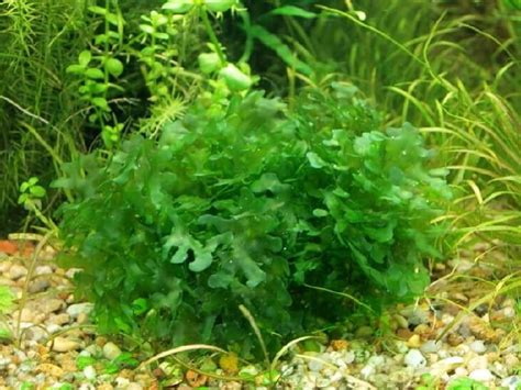 ЛОМАРИОПСИС (Lomariopsis lineata) » Домашний аквариум