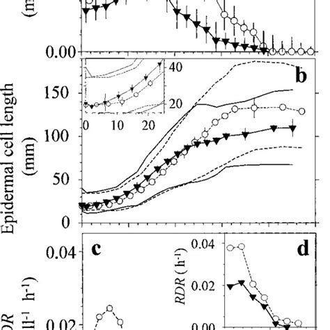 Spatial Distributions Of Epidermal Cell Length And Cell Division