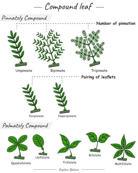 Premium Vector Compound Leaf