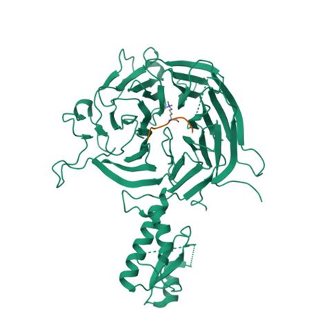 Rcsb Pdb 5m5g Crystal Structure Of The Chaetomium Thermophilum Polycomb Repressive Complex 2