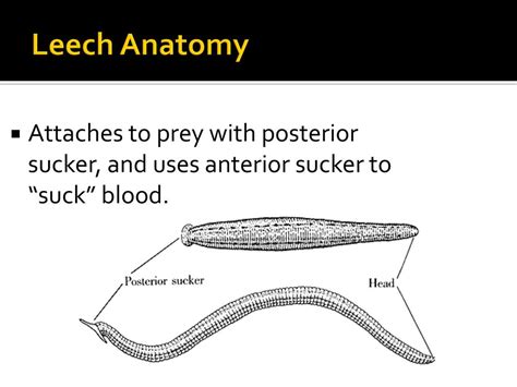 Chapter Worms And Mollusks Ppt Download