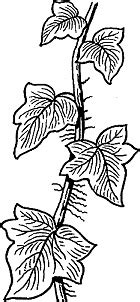 Ivy Definition And Meaning Merriam Webster