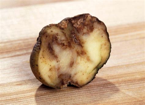 Late Blight Description Symptoms And Control Britannica
