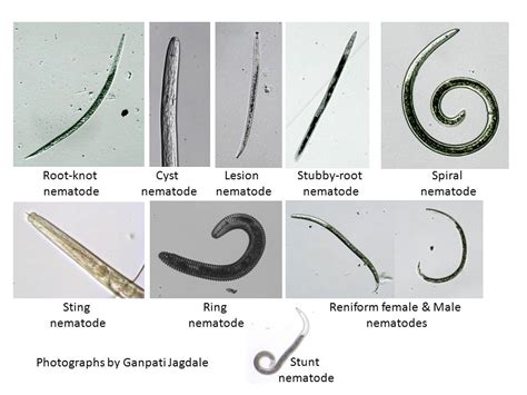 Guide For Interpreting Nematode Assay Results Uga Cooperative Extension