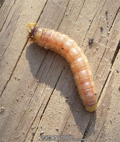 Iris Borers In The Irises Forum