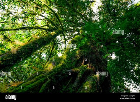 Green Moss Covered Forest Trees In Sunlight Capturing Carbon Dioxide