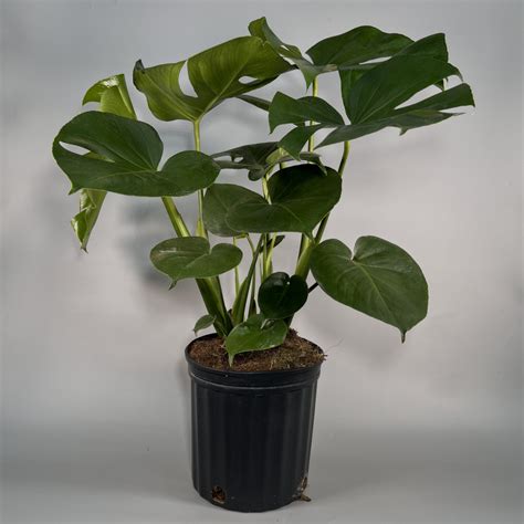 Monstera Plant 10 Flowers And Services