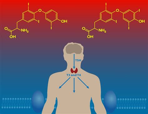 Selenium And Selenoproteins The Antioxidant Warriors Of Thyroid