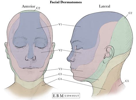 Anatomy Dermatomes Of The Hand