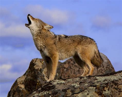Coyote Un Increíble Mamífero Revista Somos Conalep