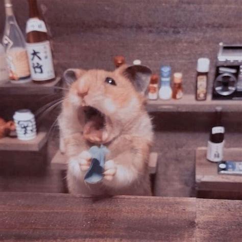 Meme Con Chuột Sống động Cùng Những Khoảnh Khắc Hài Hước 2025