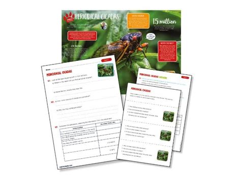 P6 Reading Science Periodical Cicadas Teaching Resources