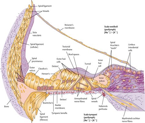 Presbycusis The Lancet