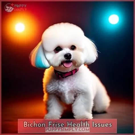 How Long Do Bichon Frises Live Factors And Care Tips
