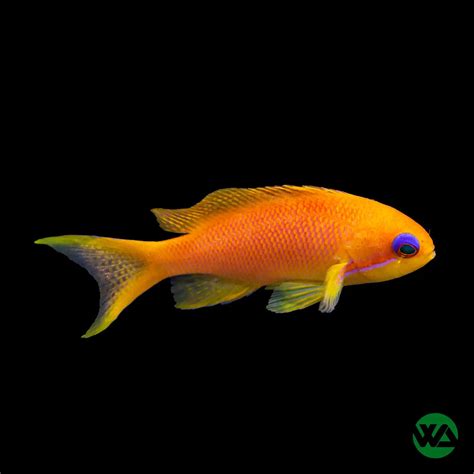 Anthias Whitlyn Aquatics