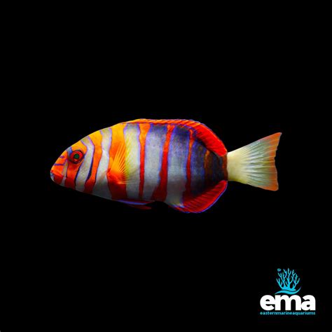 Australian Harlequin Tusk Wrasse Easternmarine Nz Easternmarine