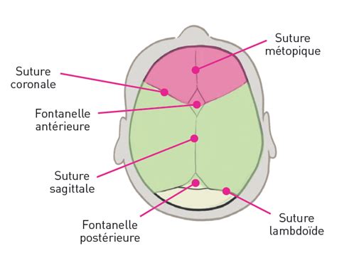 Le Nouveau Réseau Craniost