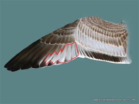 Okienko Encyklopedia Leśna