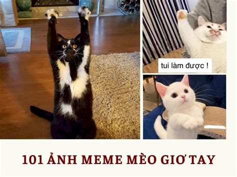 Top 101 Hình Meme Mèo Dễ Thương Hài Hước Nhất