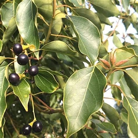 Inglis Plantopia Live Cinnamomum Camphora Plant Kapoor Plant Ocimum