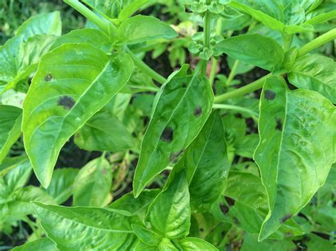 Basil Diseases And Pests Description Uses Propagation