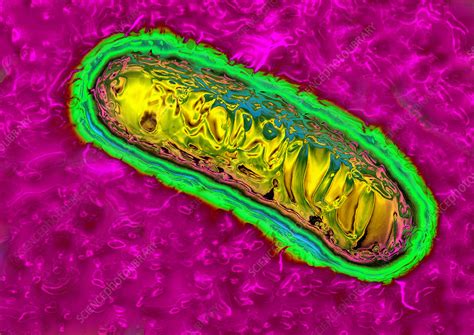 Pseudomonas Bacterium Tem Stock Image C012 9950 Science Photo