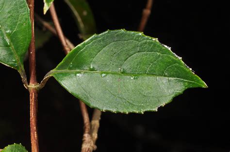 Hydrangea Chinensis Hydrangeaceae